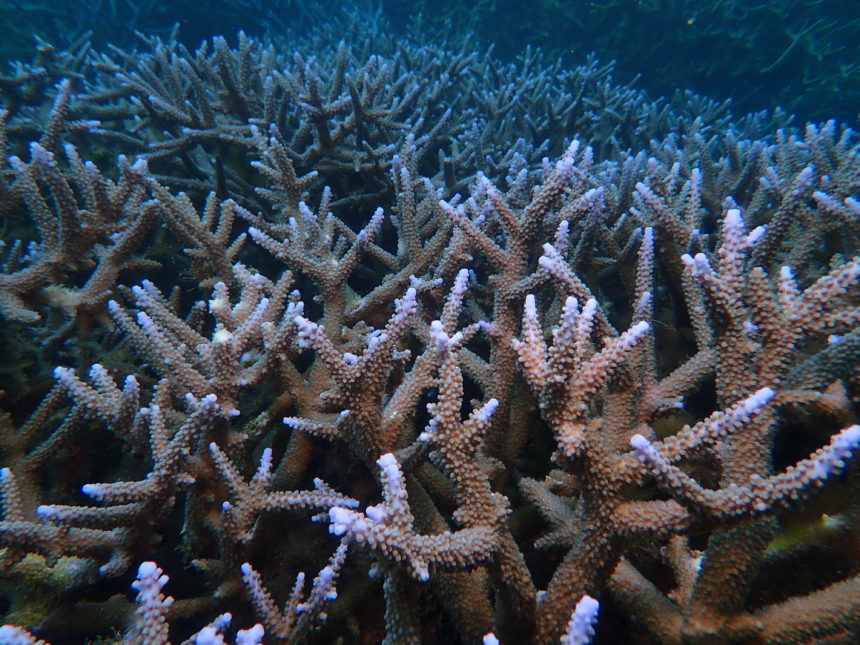 7 Scientific Facts You May Not Know About Corals - ANAMBAS FOUNDATION