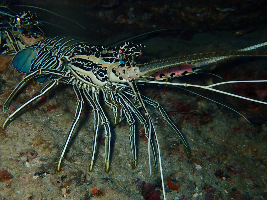 Getting to know Benthos, the Seafloor Inhabitants - ANAMBAS FOUNDATION